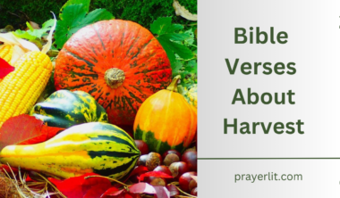 30 Powerful Bible Verses About Harvest (2025) - PrayerLit