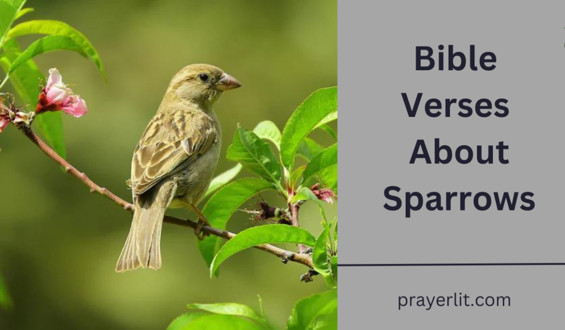 30 Powerful Bible Verses About Sparrows (2025) - PrayerLit