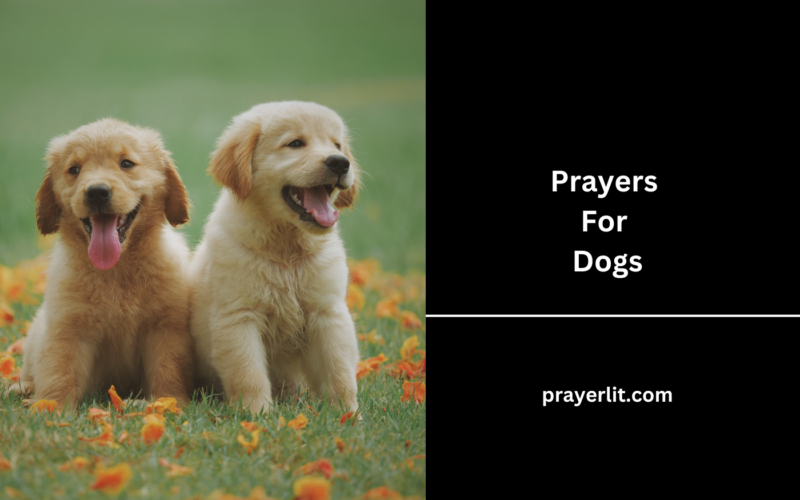30 Amazing Prayers For Dogs (2025) - PrayerLit