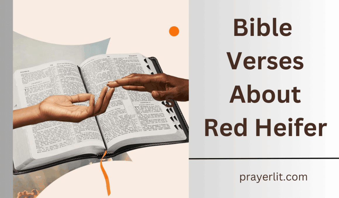 30 Powerful Bible Verses About Red Heifer (2026) - PrayerLit